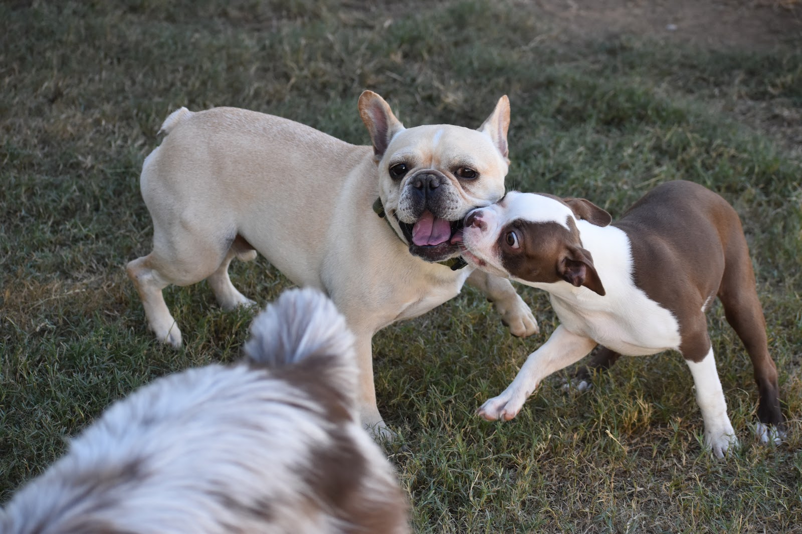 Best Boarding Places For Dogs Near Me Sales Cheapest Save 60 Best Boarding Places For Dogs Near Me Sales Cheapest Save 60